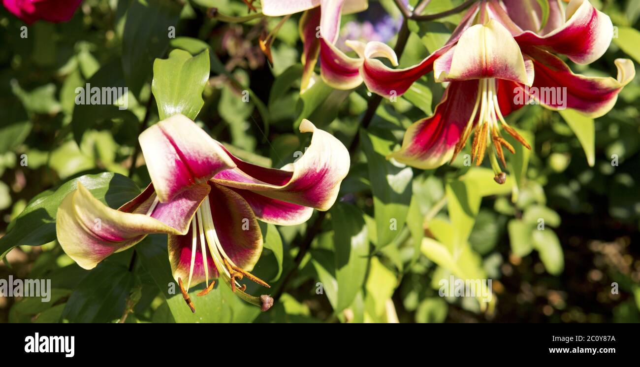 Beautiful red lily in the garden Stock Photo - Alamy
