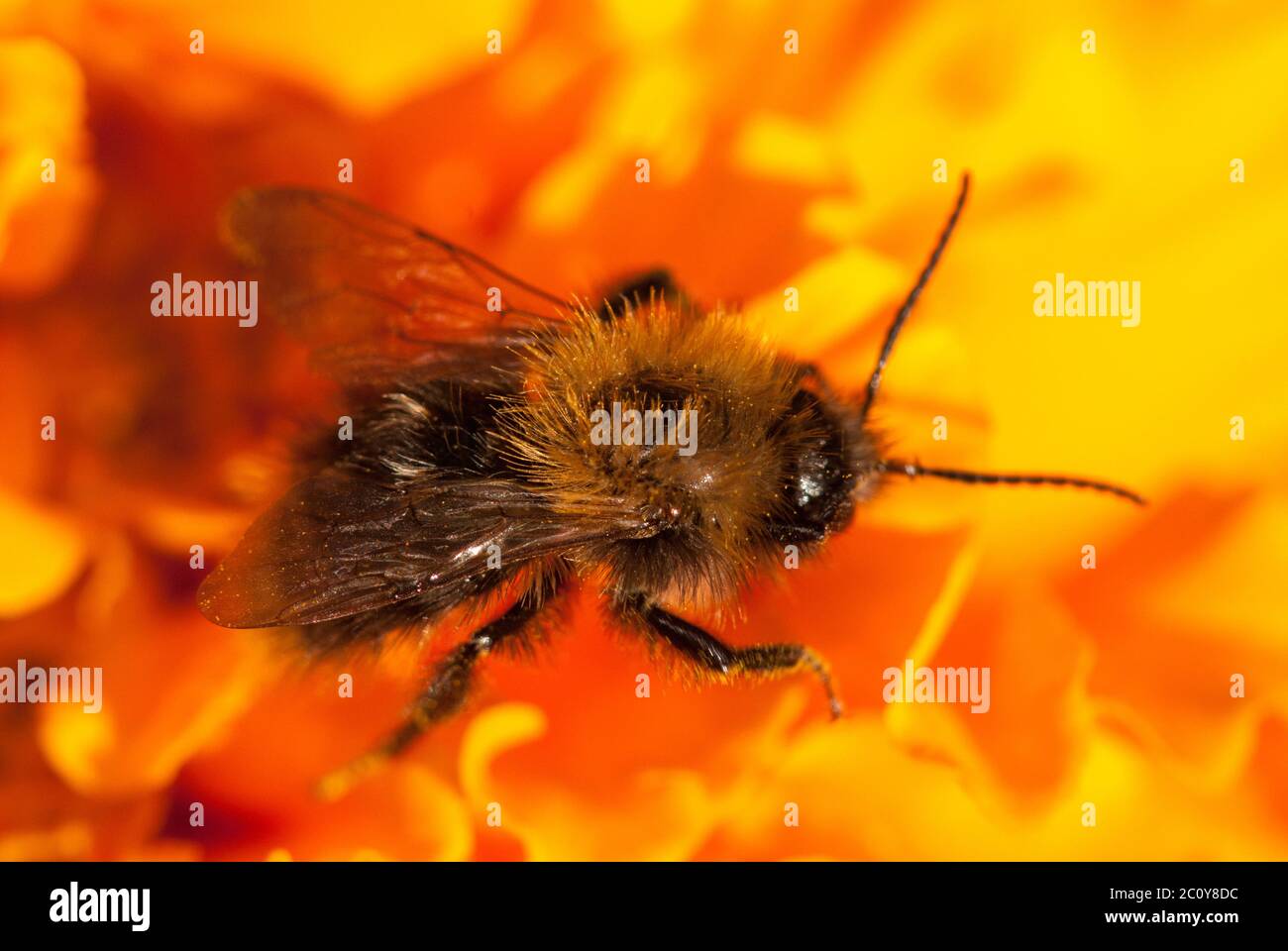 Bee on orange blossom hi-res stock photography and images - Alamy
