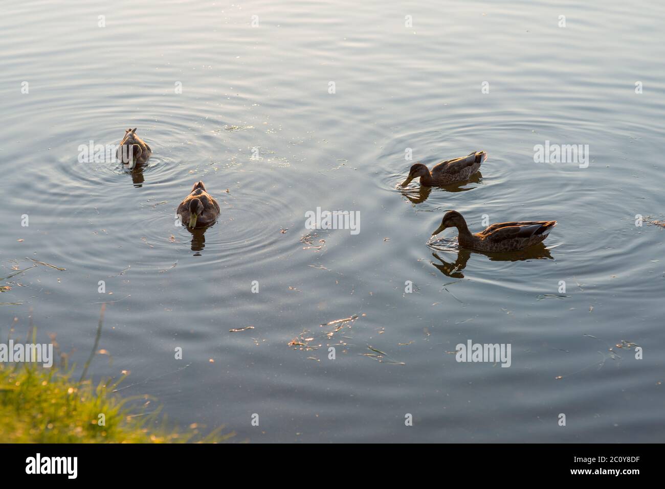 four ducks swimming and feeding in the lake Stock Photo - Alamy