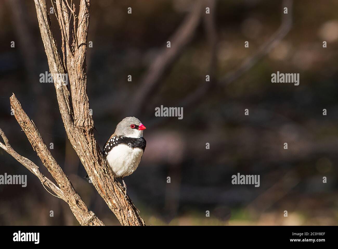 Bird with white rump hi-res stock photography and images - Alamy