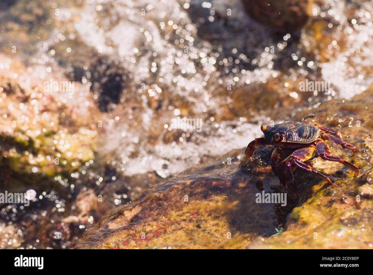 Red stone crab hi-res stock photography and images - Alamy