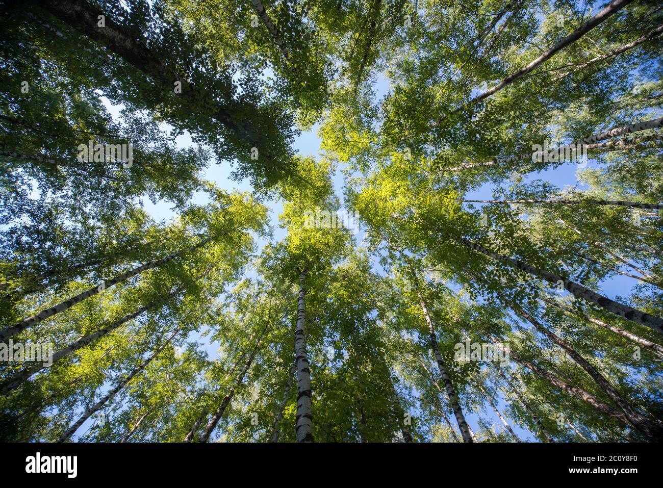 Looking up at tall tree hi-res stock photography and images - Alamy