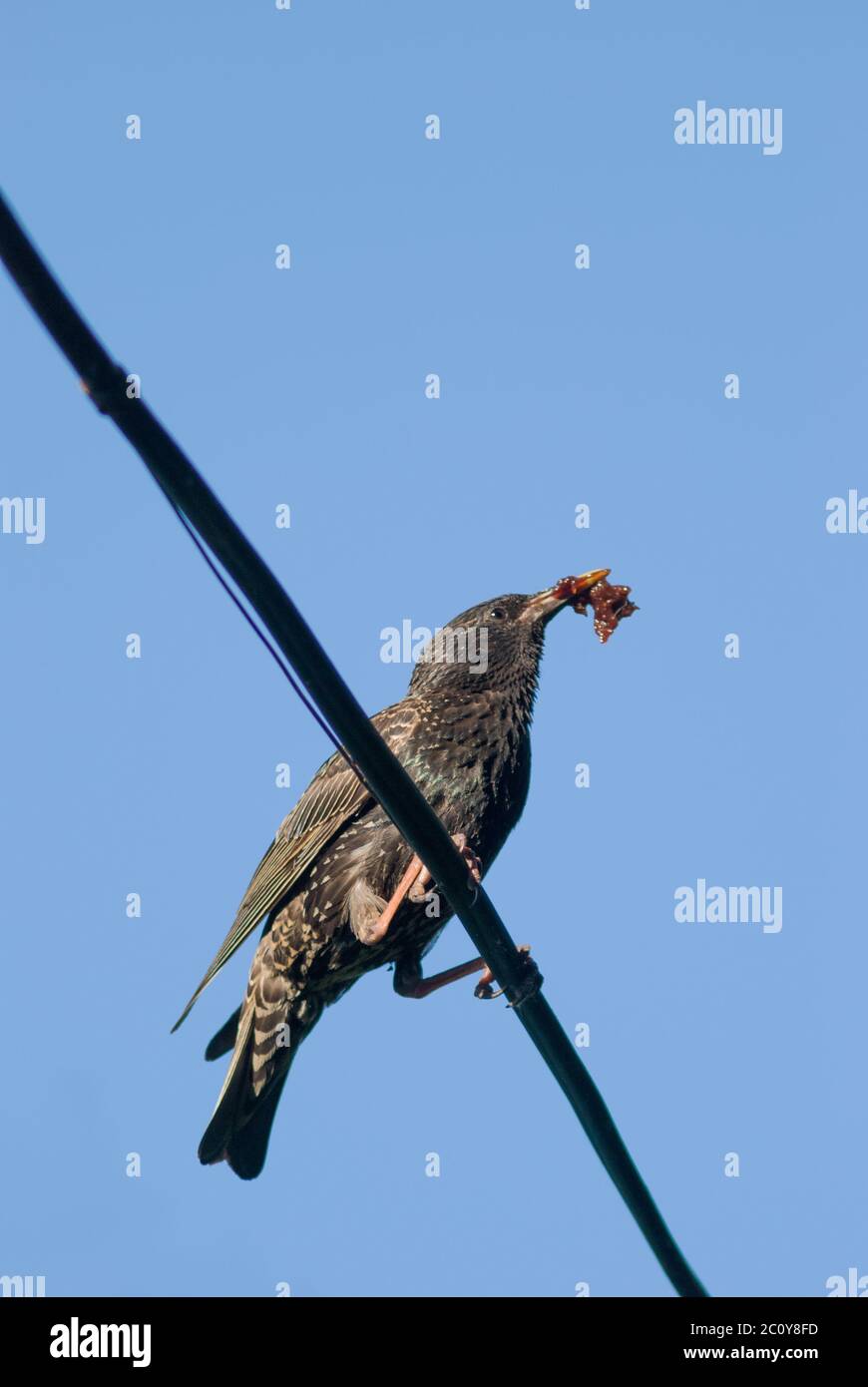 starling bird searching food for his nestling Stock Photo - Alamy