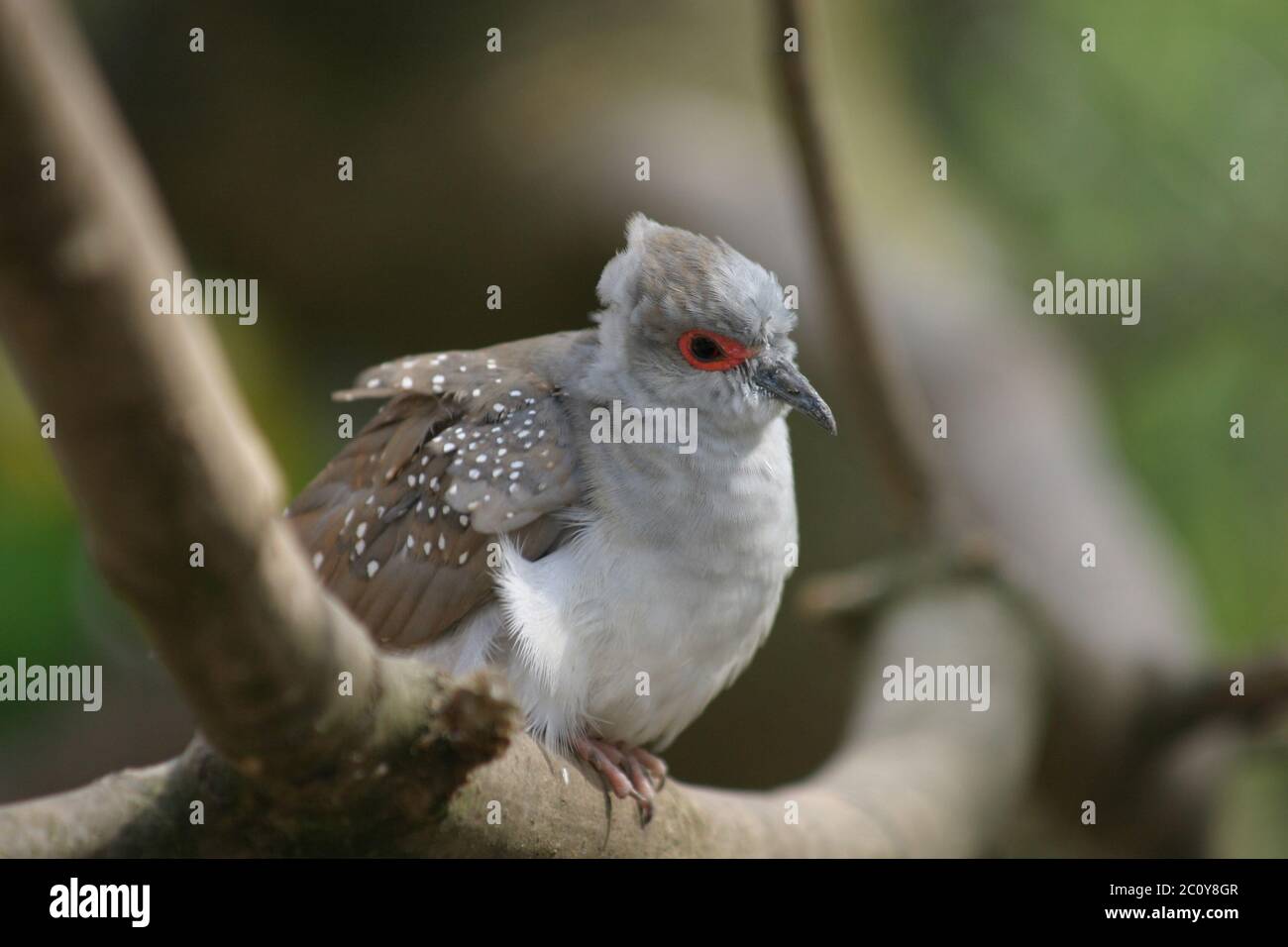 Diamond dove hi-res stock photography and images - Alamy