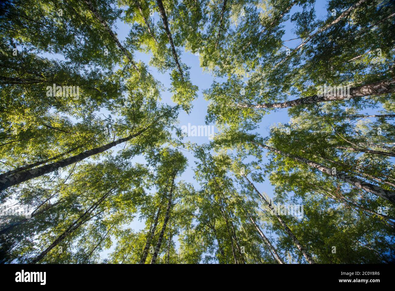 Looking up tree branches in hi-res stock photography and images - Alamy