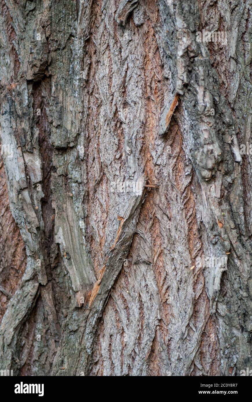 Old Wood Tree Texture Background Pattern. Vertical image Stock Photo ...
