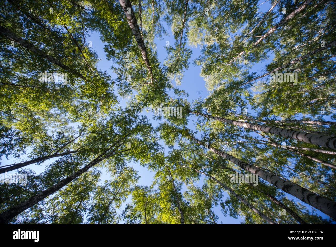 Looking up through tree hi-res stock photography and images - Alamy