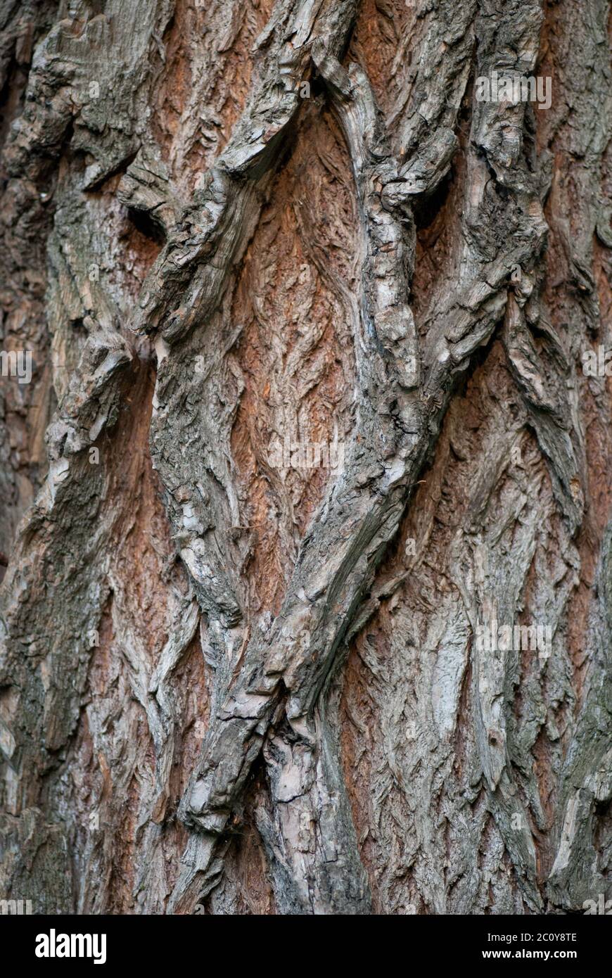 Seamless tileable wood texture hi-res stock photography and images - Alamy