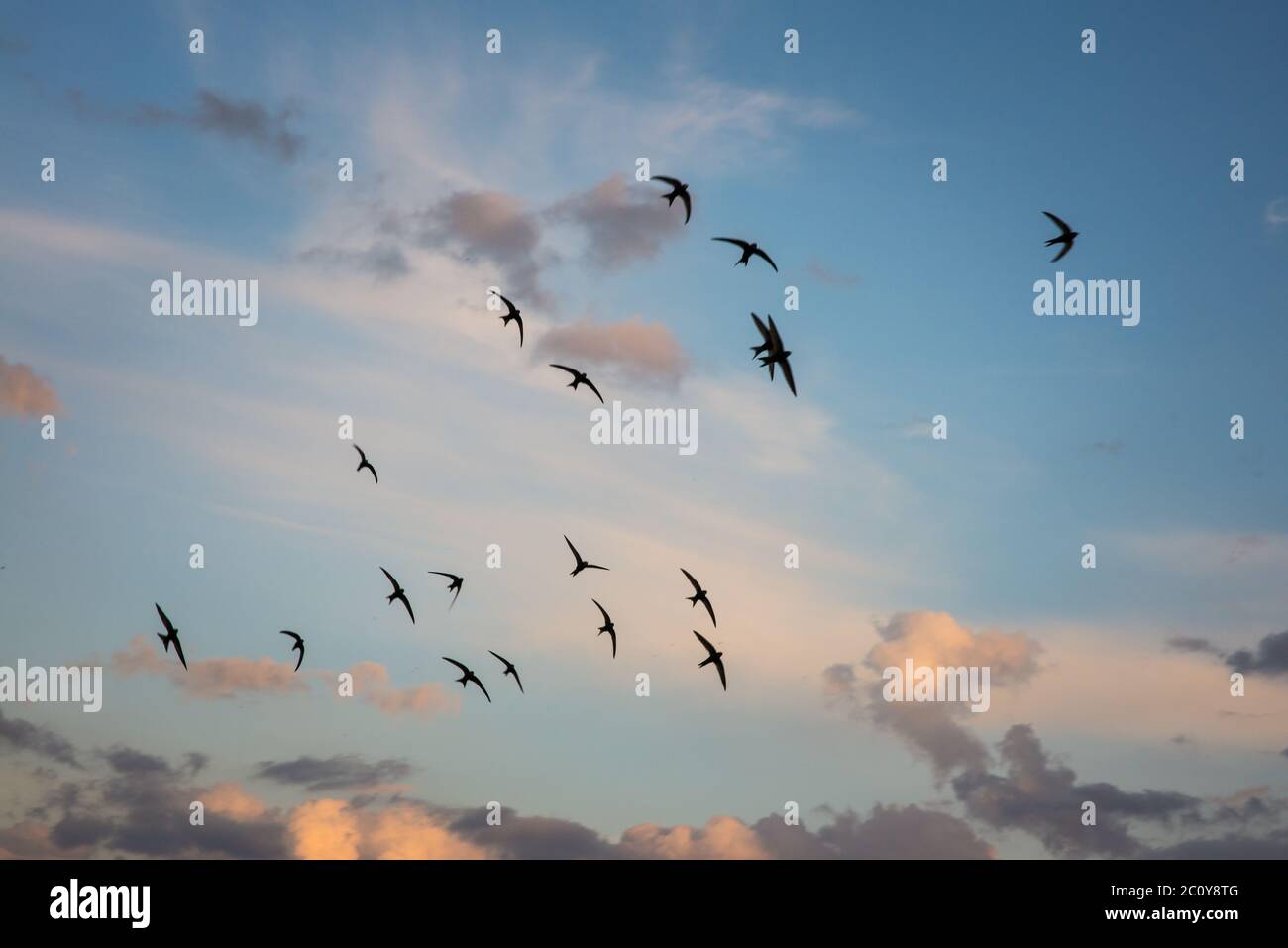 Flock of birds flying across a fiery sunset sky Stock Photo - Alamy