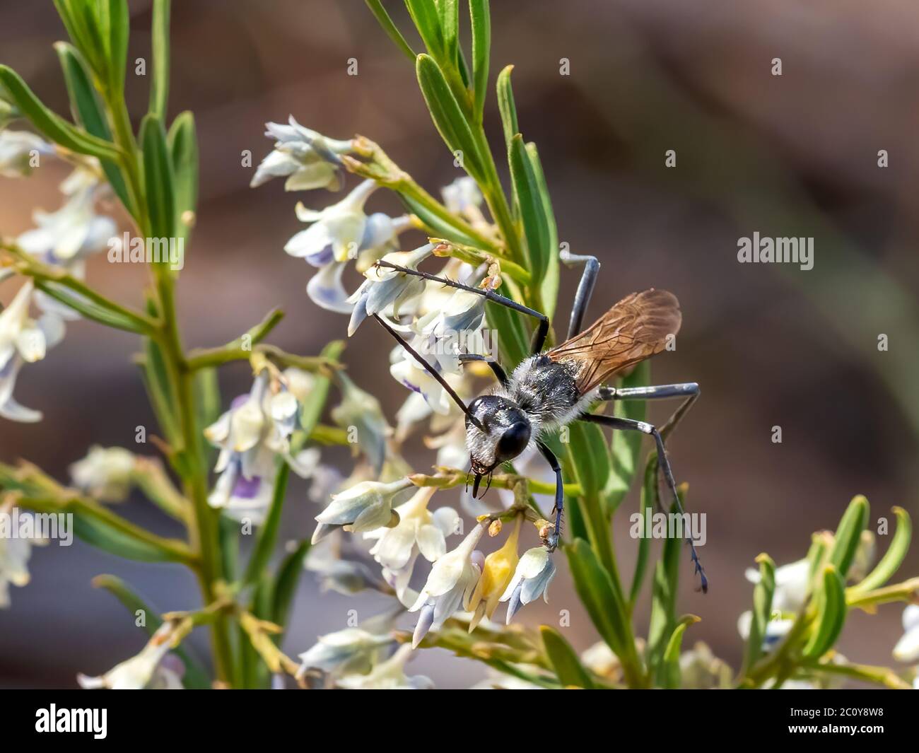 Podalonia species hi-res stock photography and images - Alamy