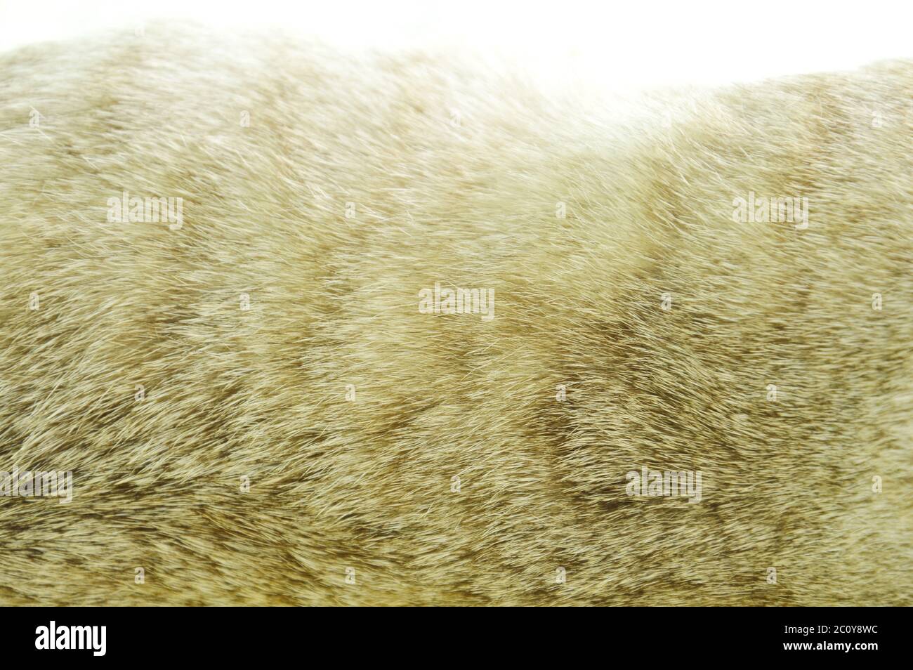 Texture of cat fur hi-res stock photography and images - Alamy