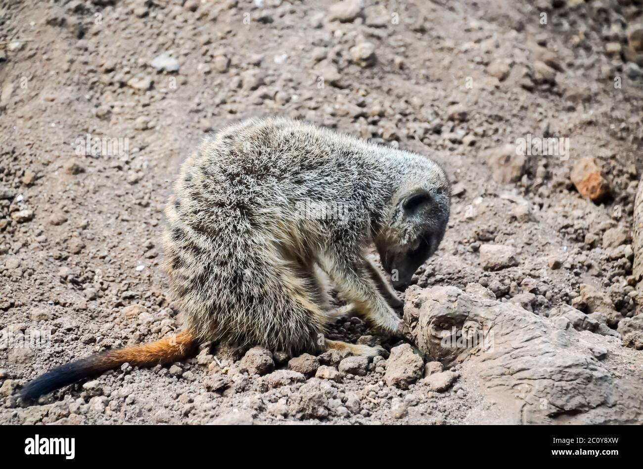 Small Carnivore Mammal Animal Suricata Stock Photo - Alamy