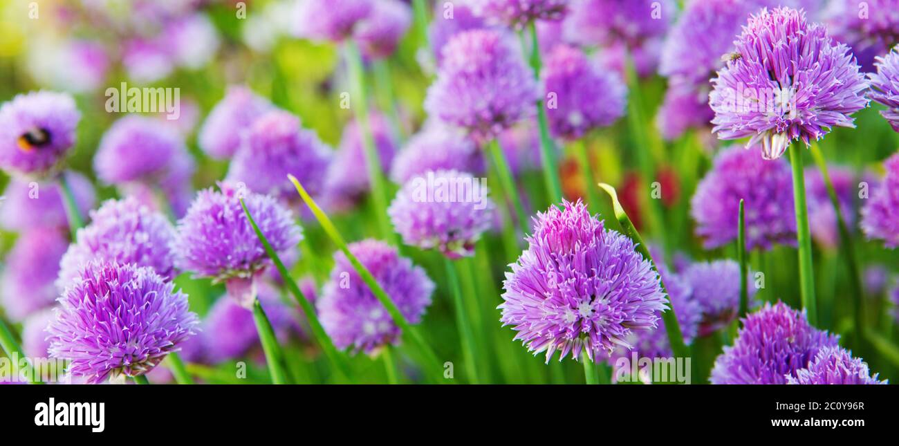 Chive Bloom High Resolution Stock Photography and Images - Alamy
