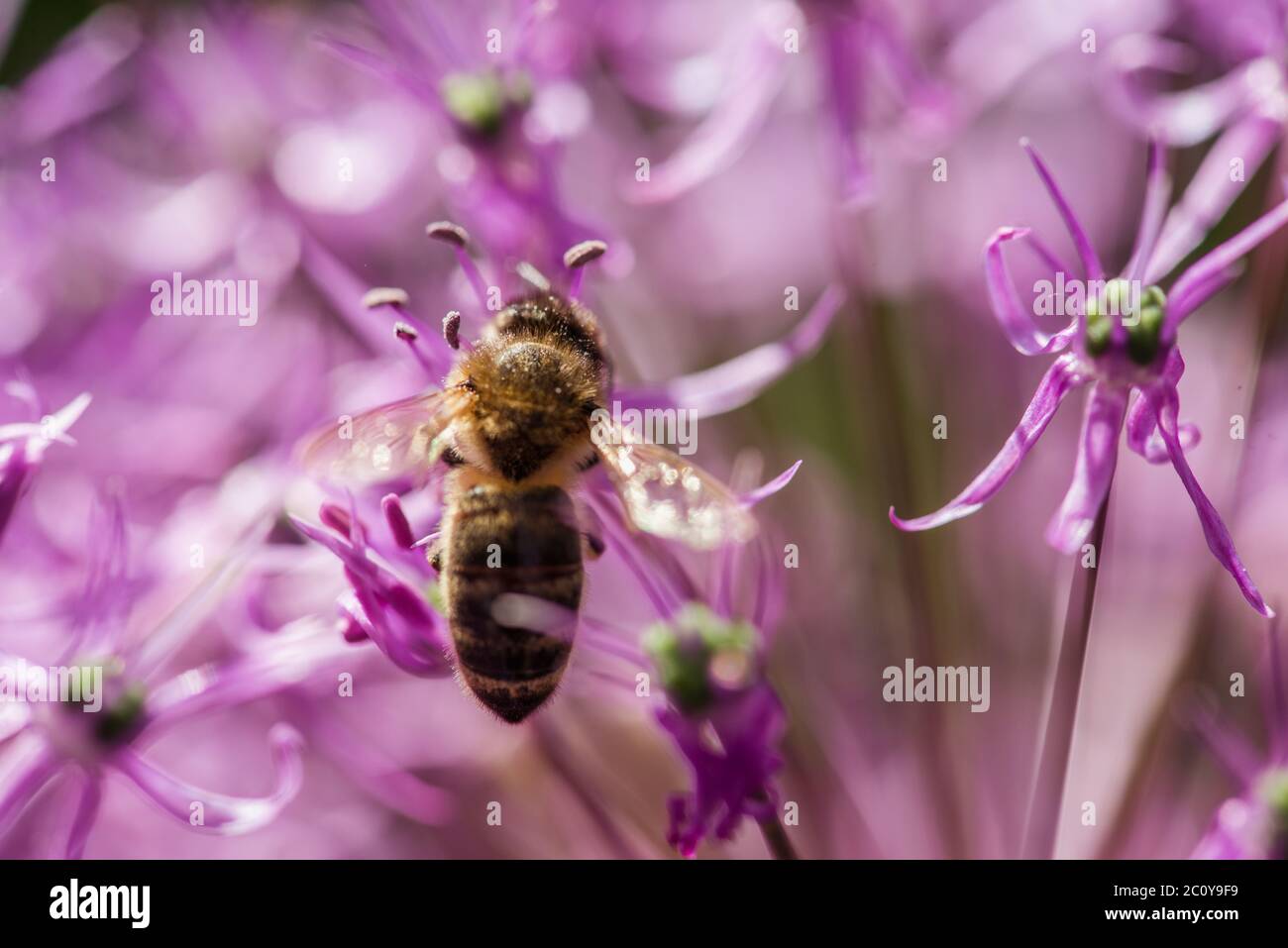 Bee violet flower hi-res stock photography and images - Alamy