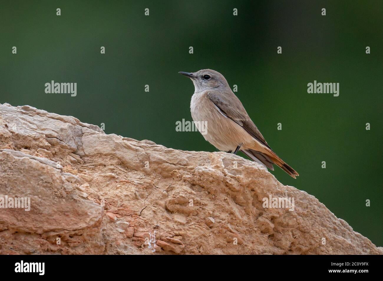 Beautiful redstart hi-res stock photography and images - Alamy