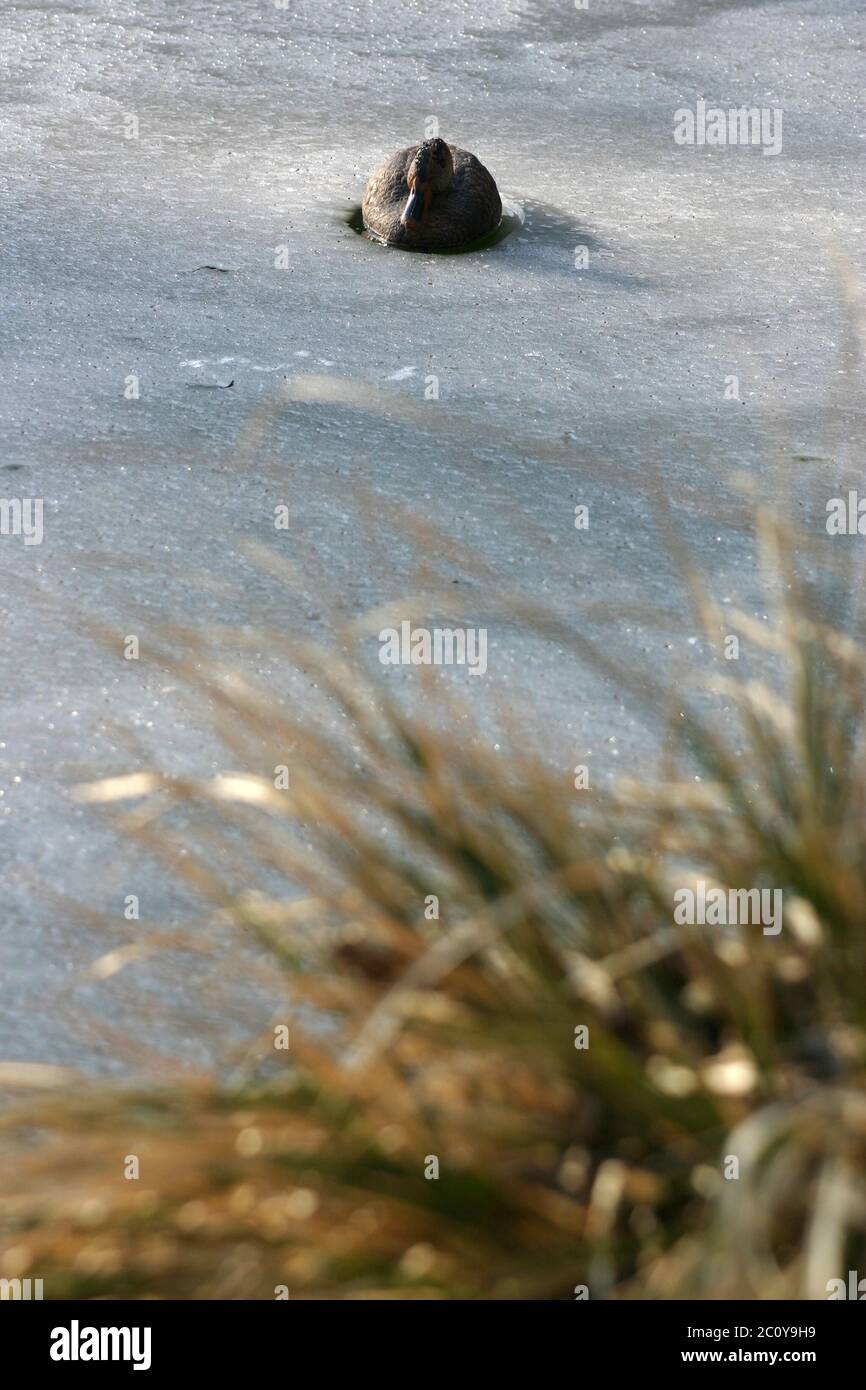 Lockente hi-res stock photography and images - Alamy