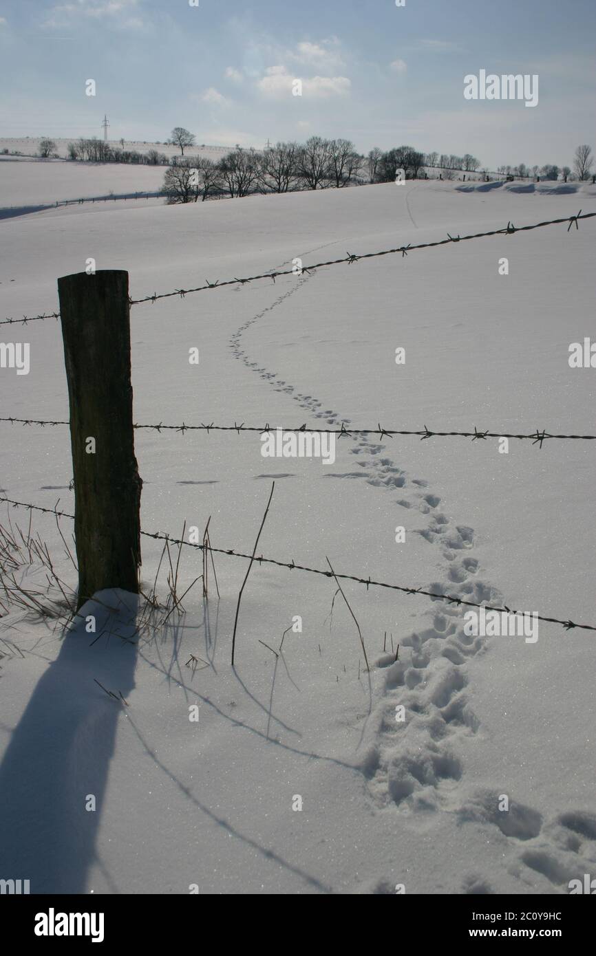 Hare tracks hi-res stock photography and images - Alamy