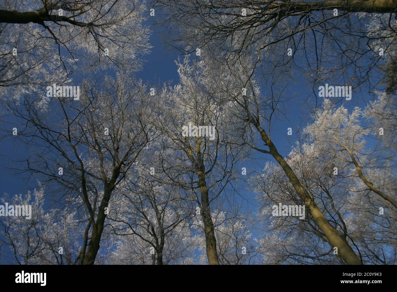 Buchenwinterwald hi-res stock photography and images - Alamy