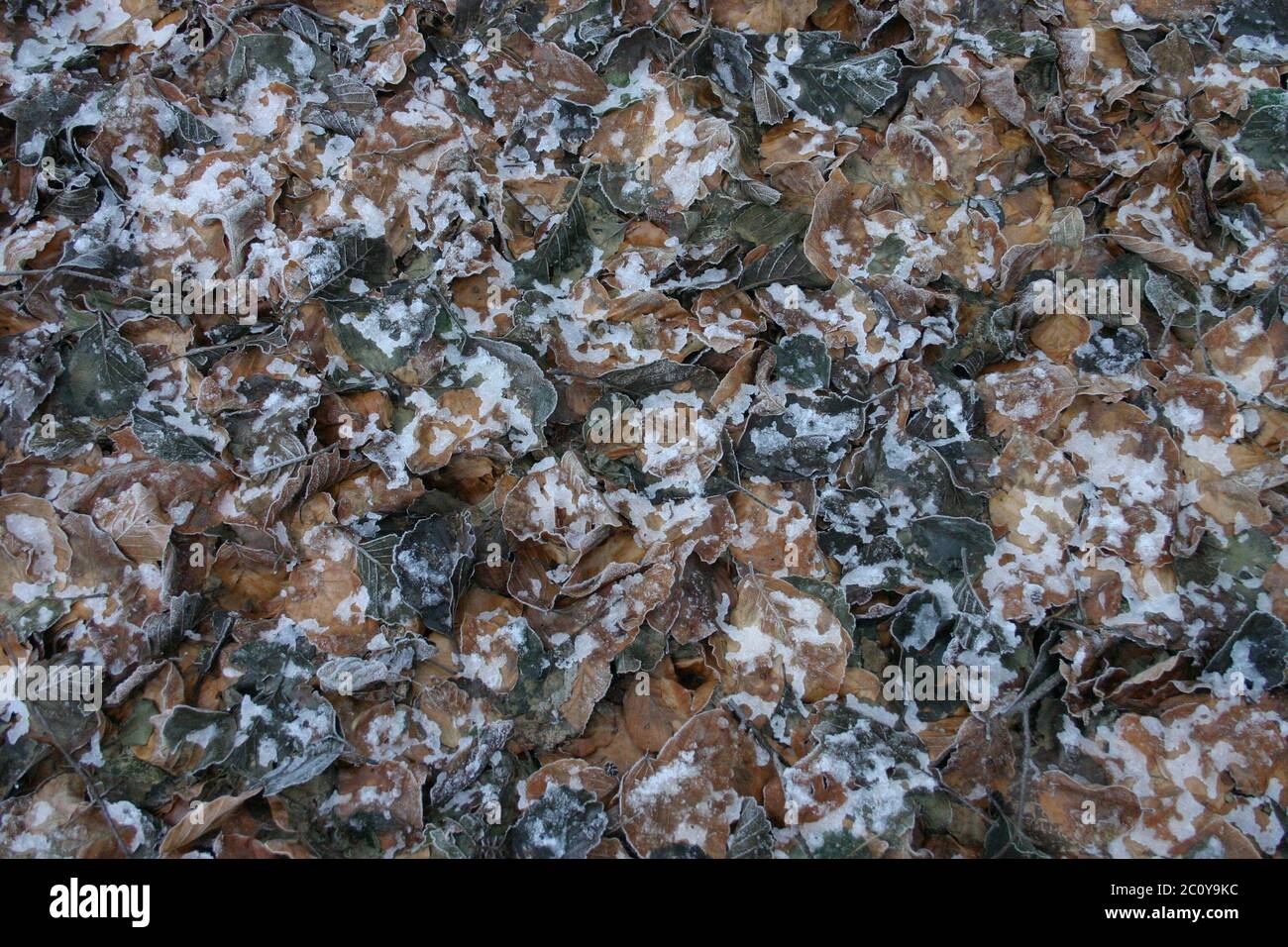 Foliage with snow Stock Photo - Alamy