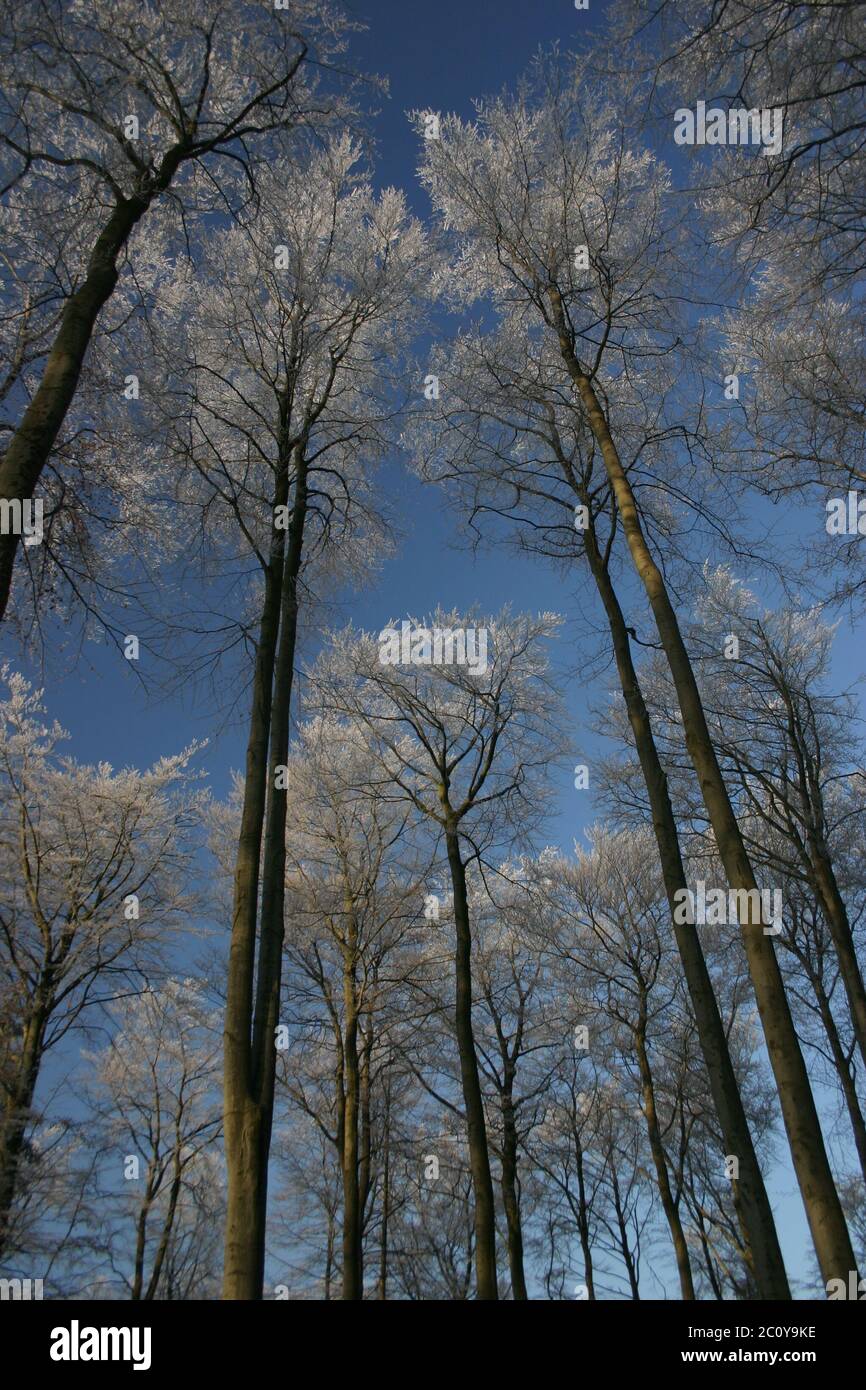 Buchenwinterwald hi-res stock photography and images - Alamy