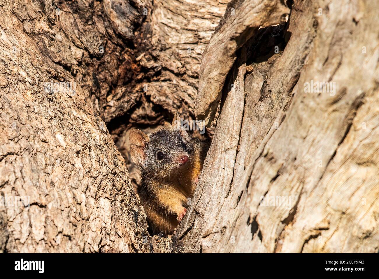 Antechinus hi-res stock photography and images - Alamy