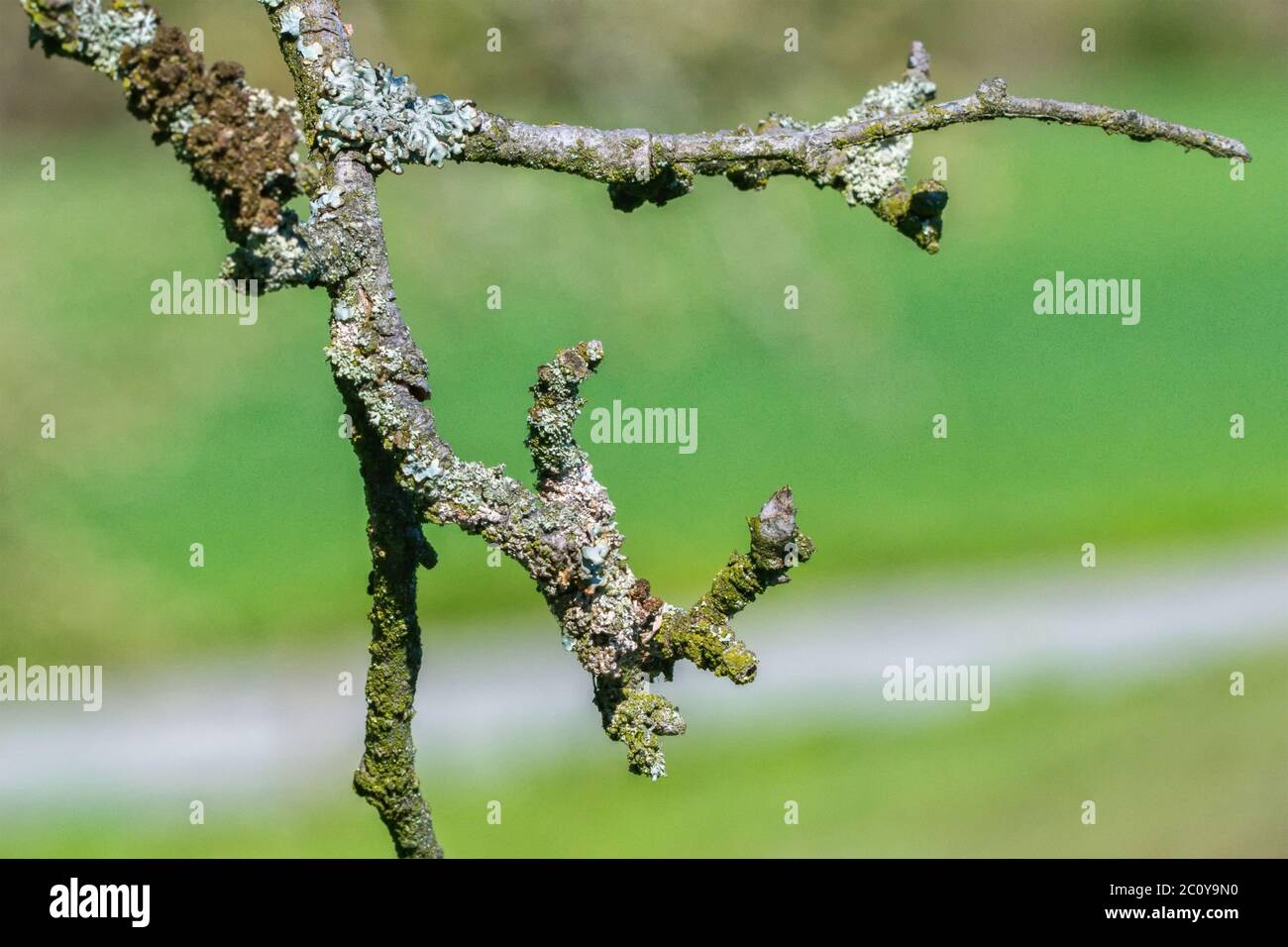 Lichen on twig hi-res stock photography and images - Alamy