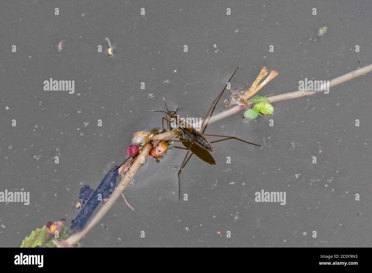 Flea Macro High Resolution Stock Photography and Images - Alamy