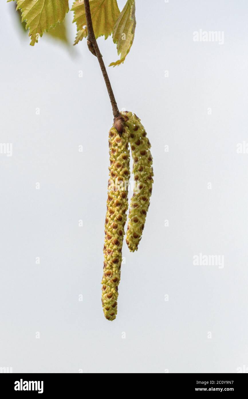 Catkins of hazel Stock Photo - Alamy