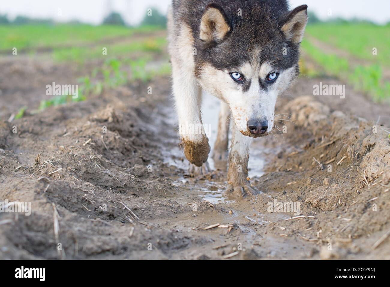 Portrait of husky dog drinks water from a puddle in a filed looking ...