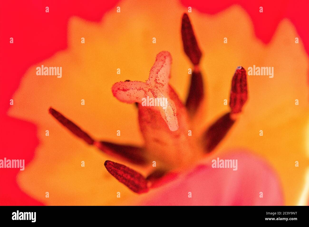Center of red orange tulip Stock Photo - Alamy