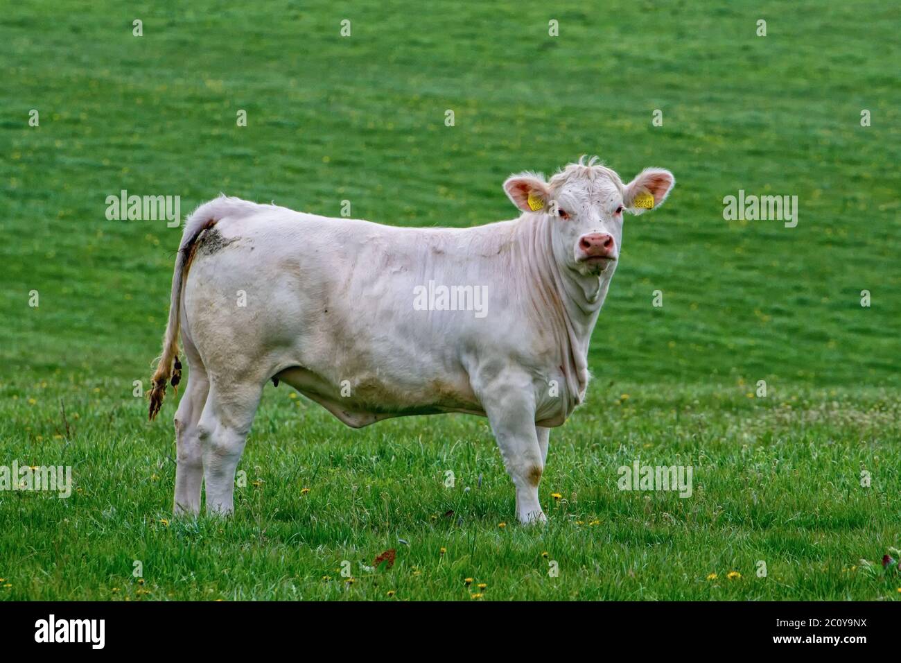 White cow on pasture Stock Photo - Alamy