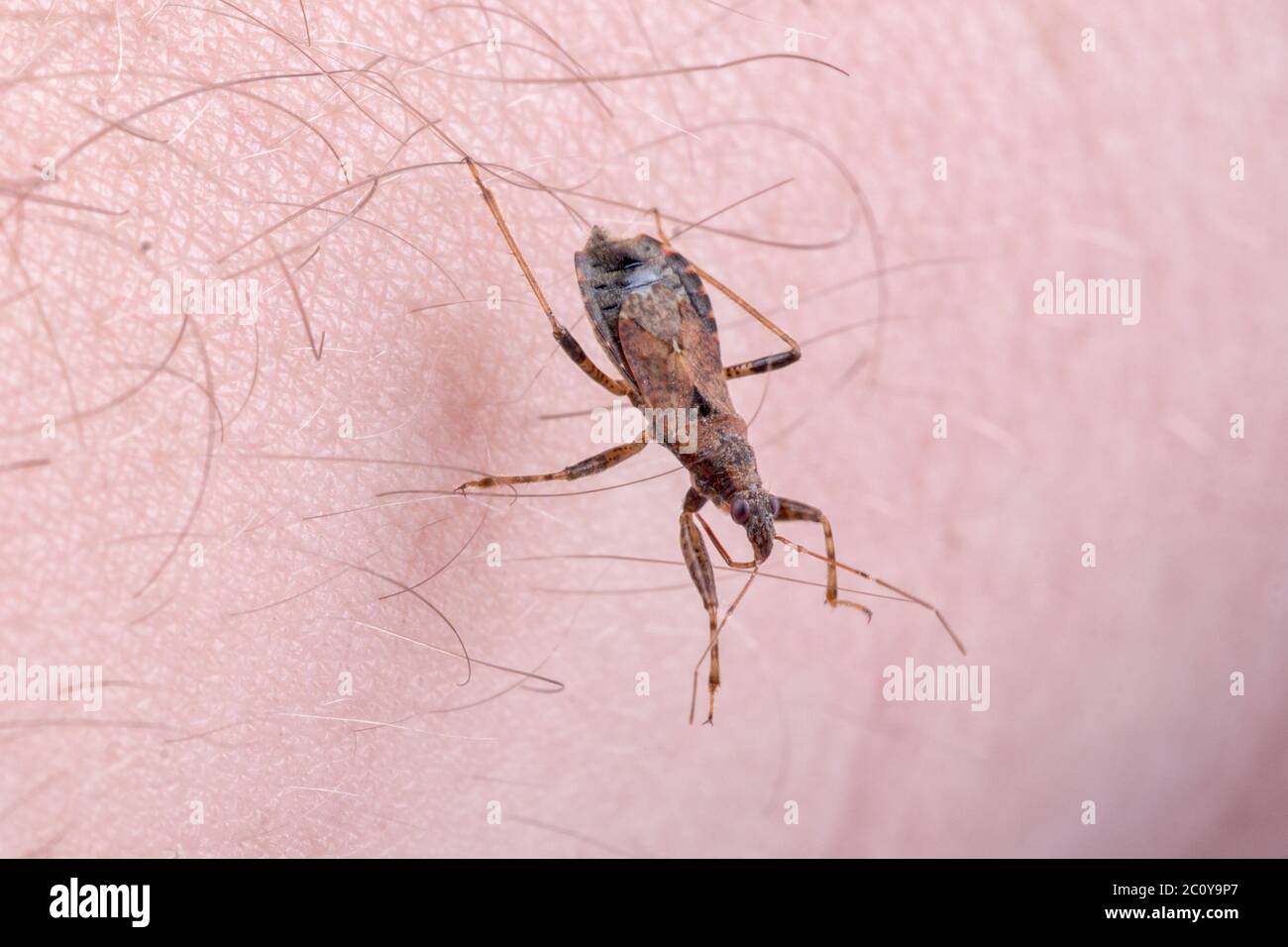 Brown kissing bug on a hand Stock Photo - Alamy