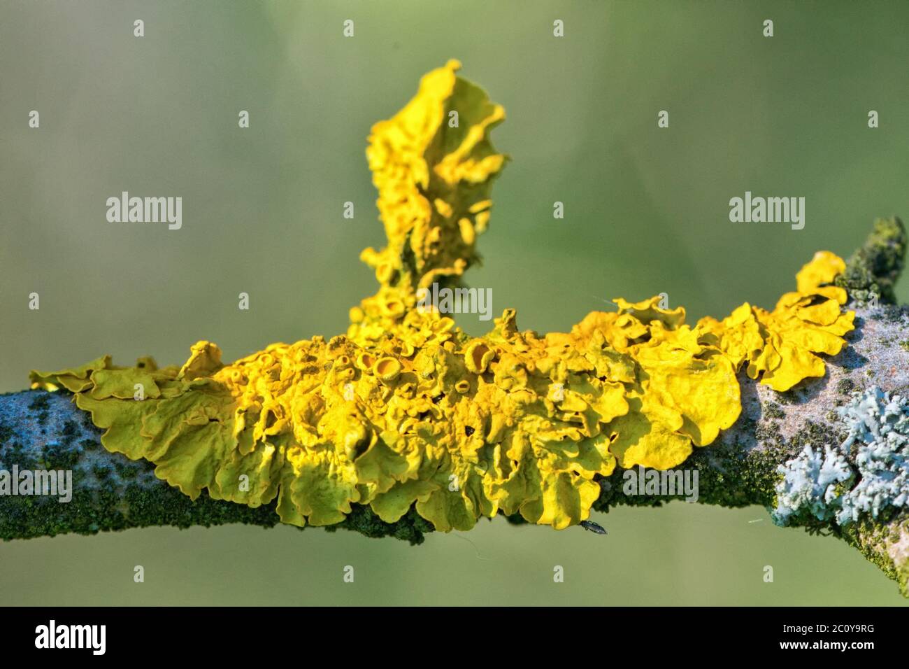 Tree white lichen hi-res stock photography and images - Alamy
