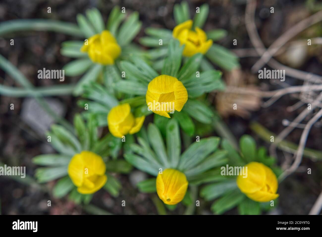 Group of flowers hi-res stock photography and images - Alamy