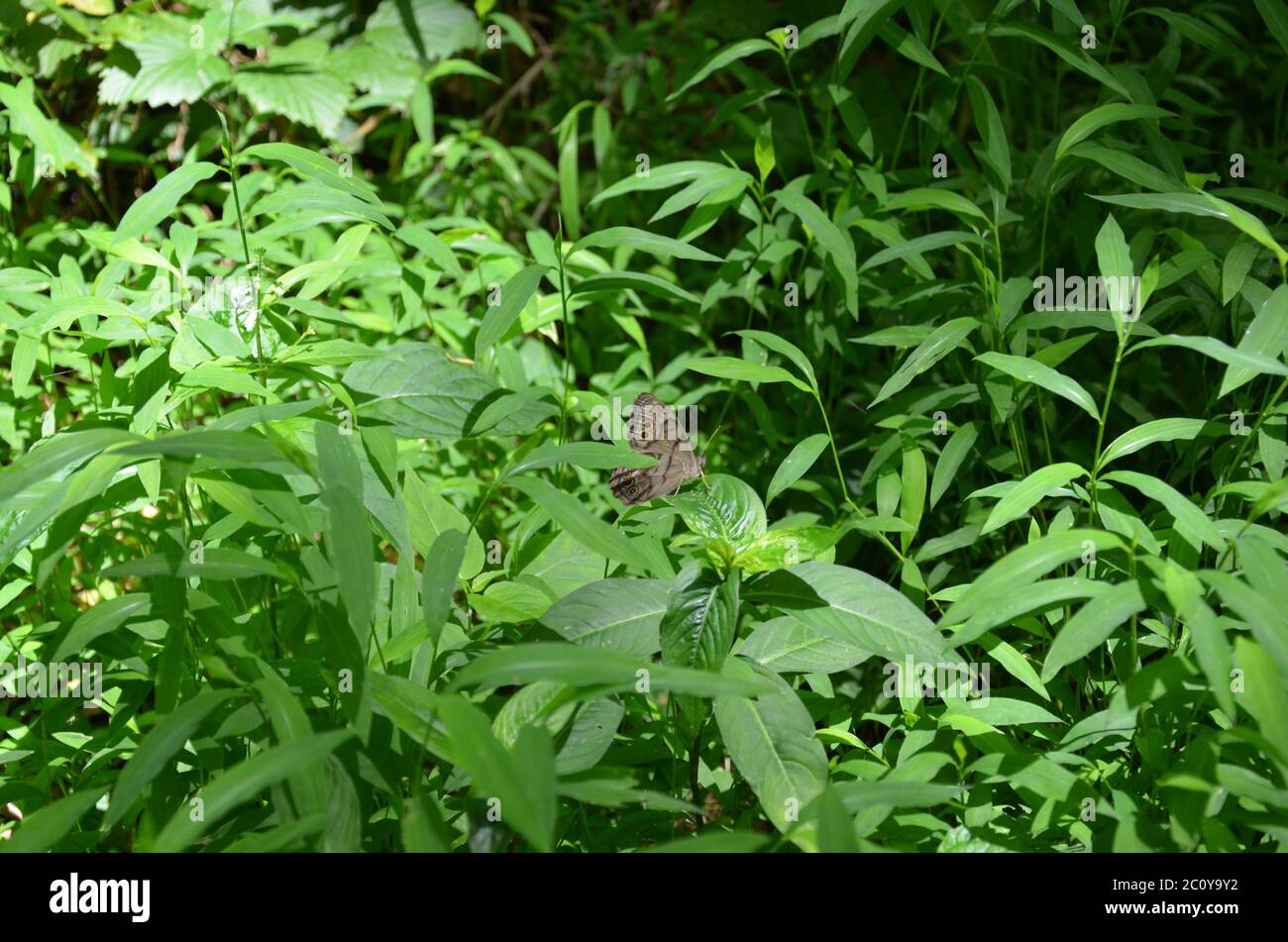 grey butterfly insect on plant with green leaves Stock Photo - Alamy