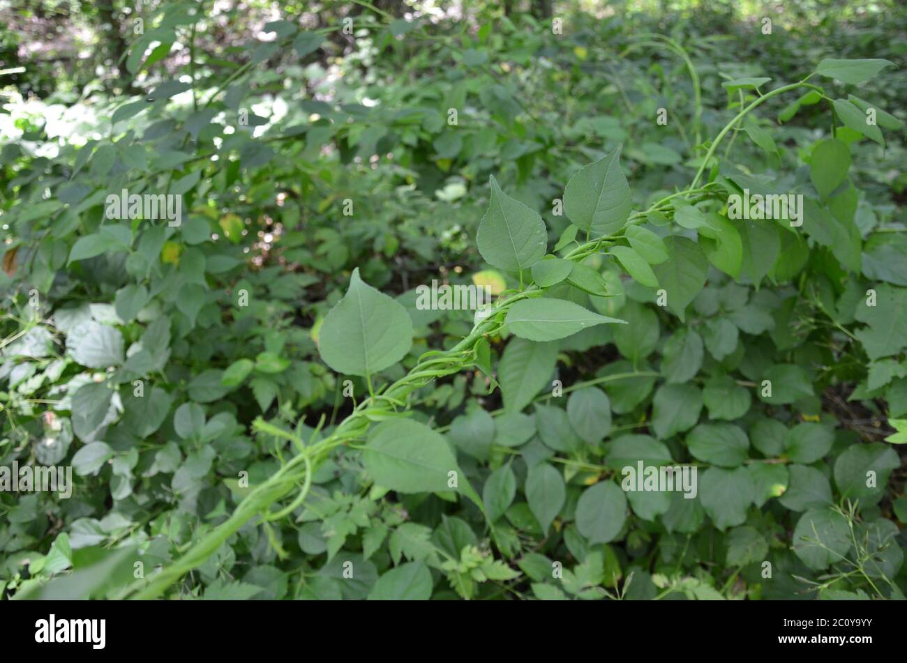 Vines wrapped hi-res stock photography and images - Alamy