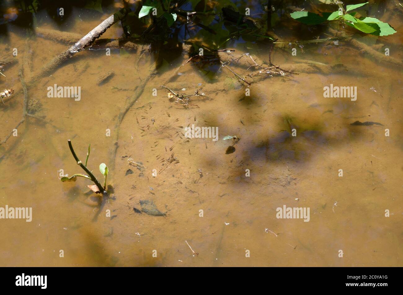 frog tadpoles in muddy or murky lake water Stock Photo - Alamy