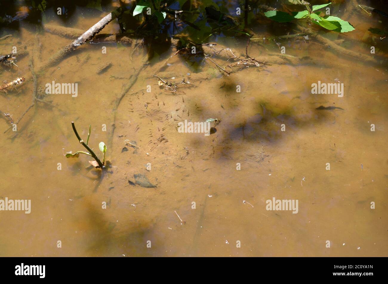 Tadpoles in lake hi-res stock photography and images - Alamy