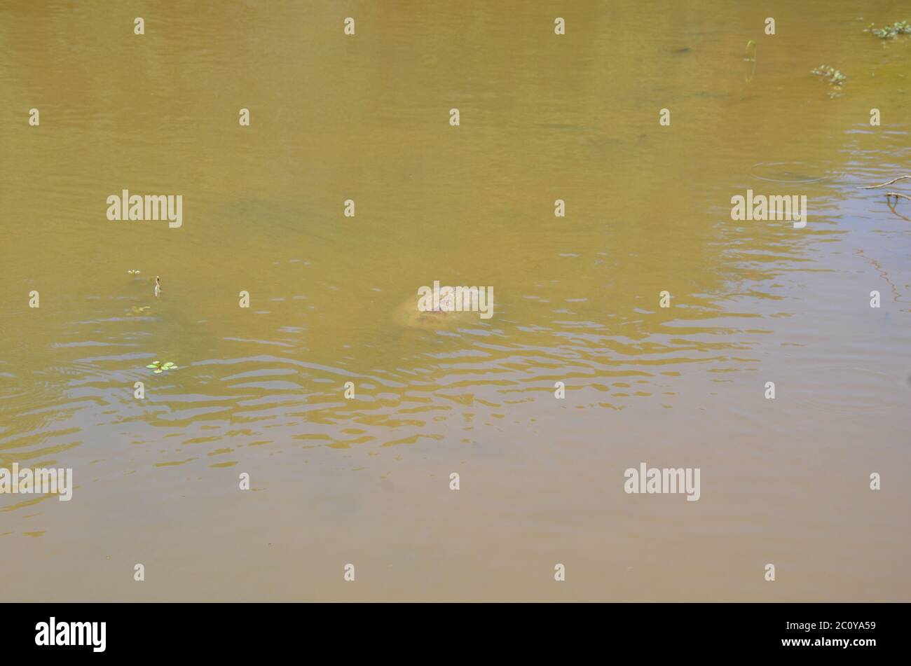 Murky muddy hi-res stock photography and images - Alamy