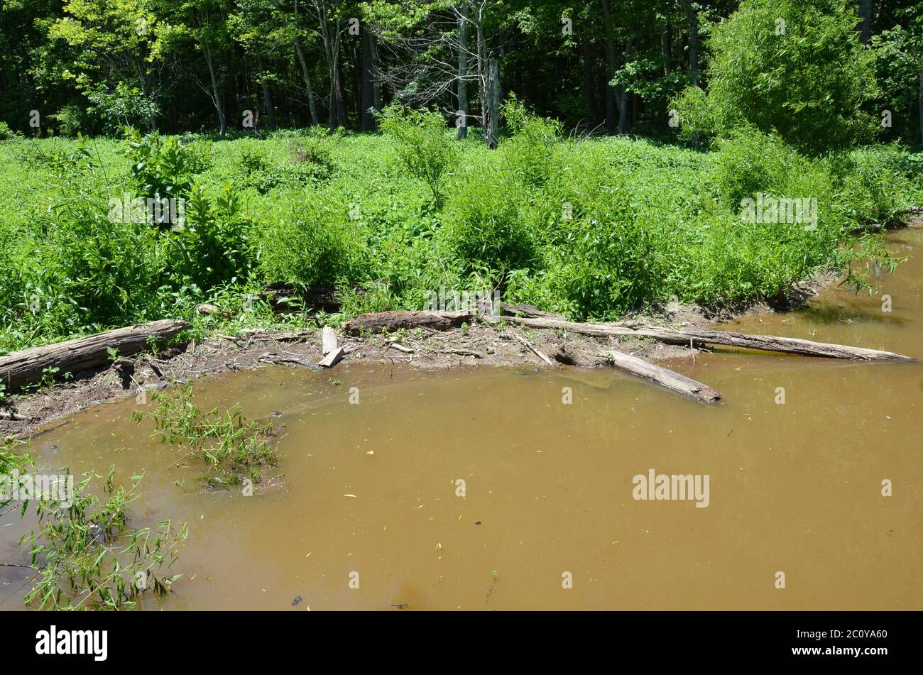 beaver dam with mud and sticks and branches in lake Stock Photo - Alamy