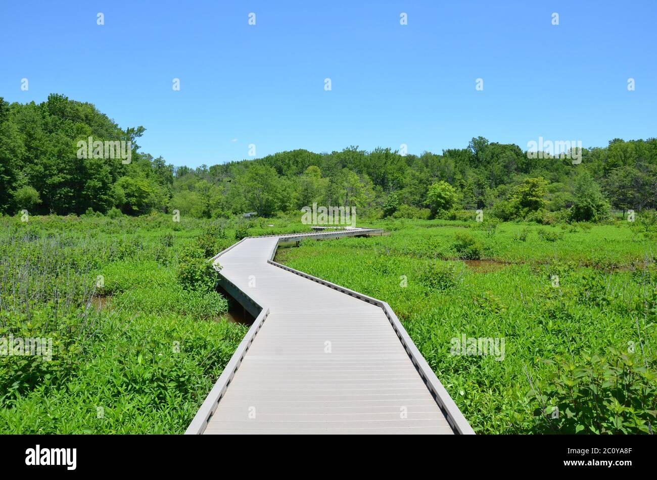 wood boardwalk or trail or path and plants and trees in wetland ...