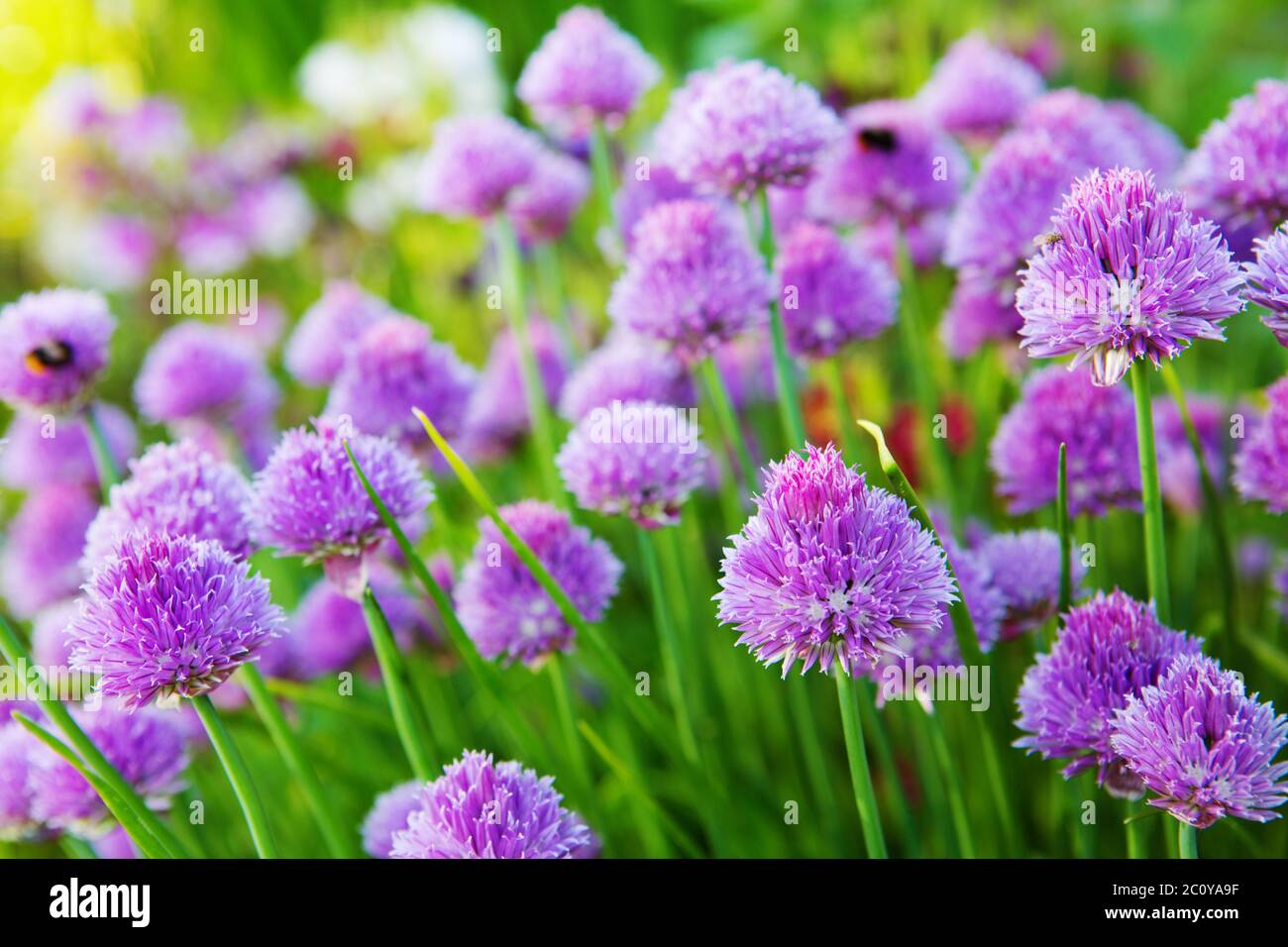 Chive plants in full bloom Stock Photo - Alamy