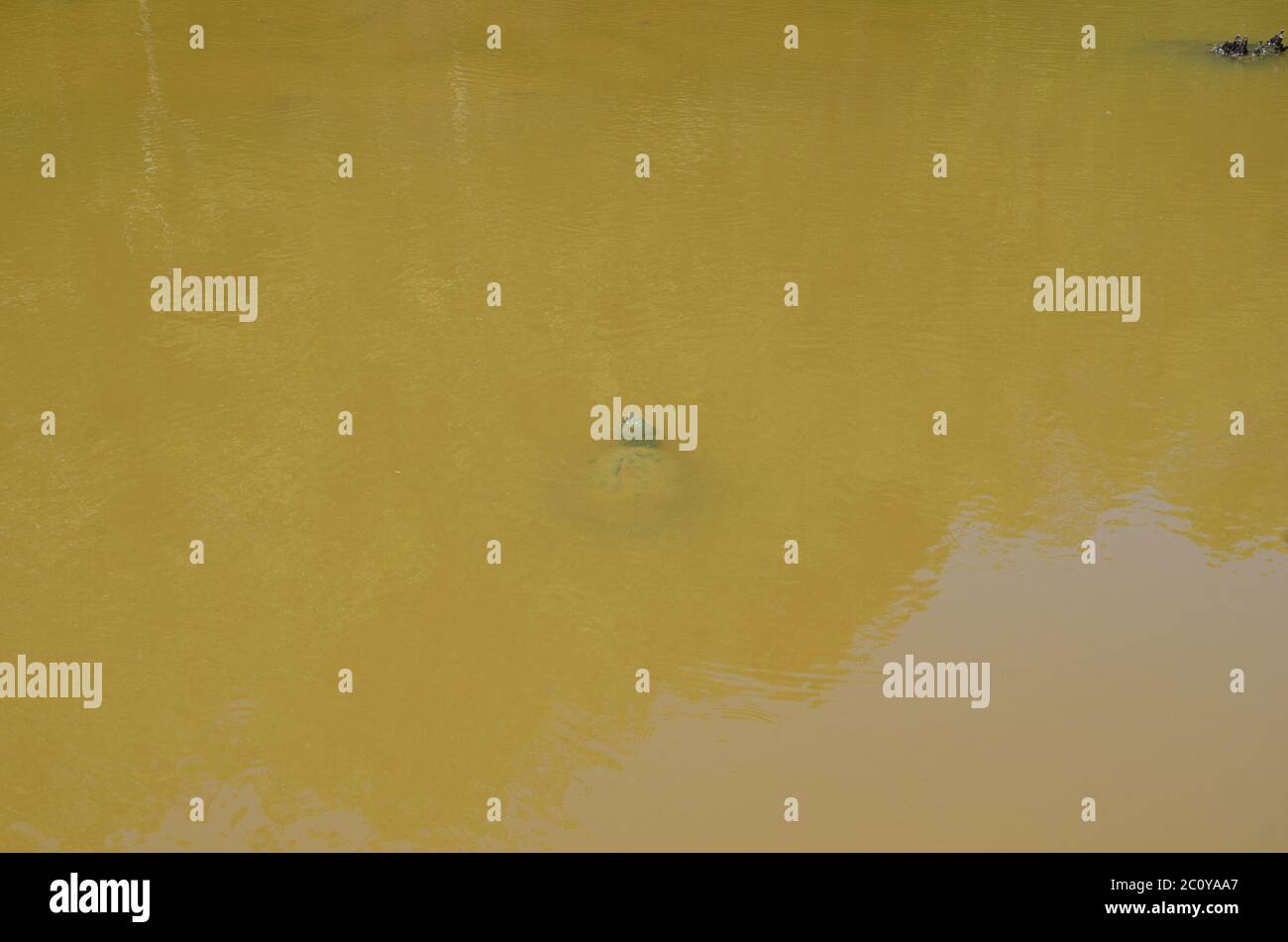 turtle in murky or muddy pond or lake water Stock Photo - Alamy