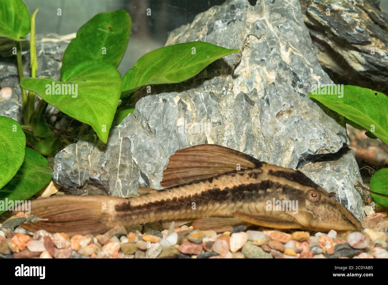 Sucker fish aquarium hi-res stock photography and images - Alamy