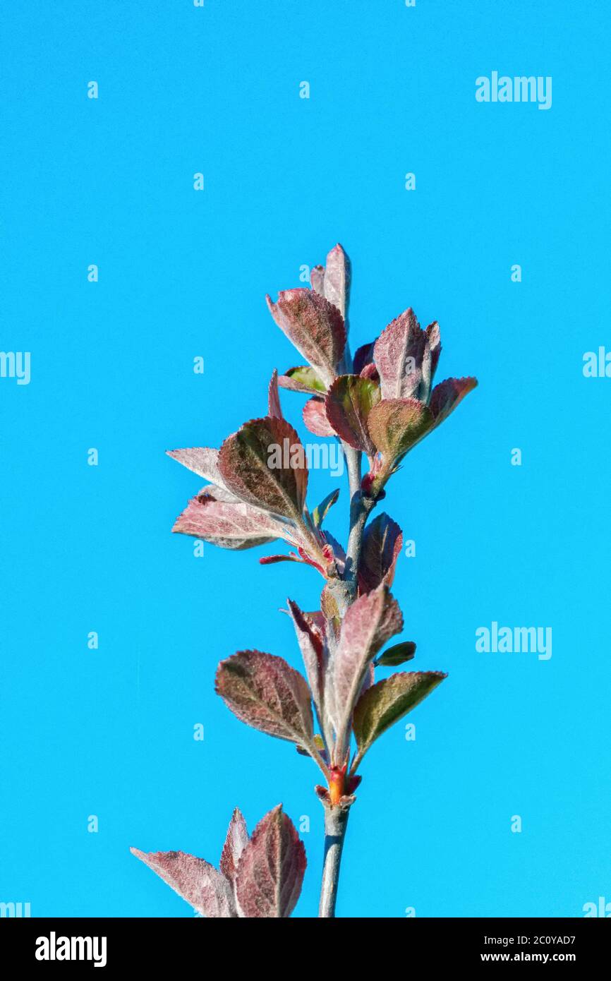 New buds on trees hi-res stock photography and images - Alamy