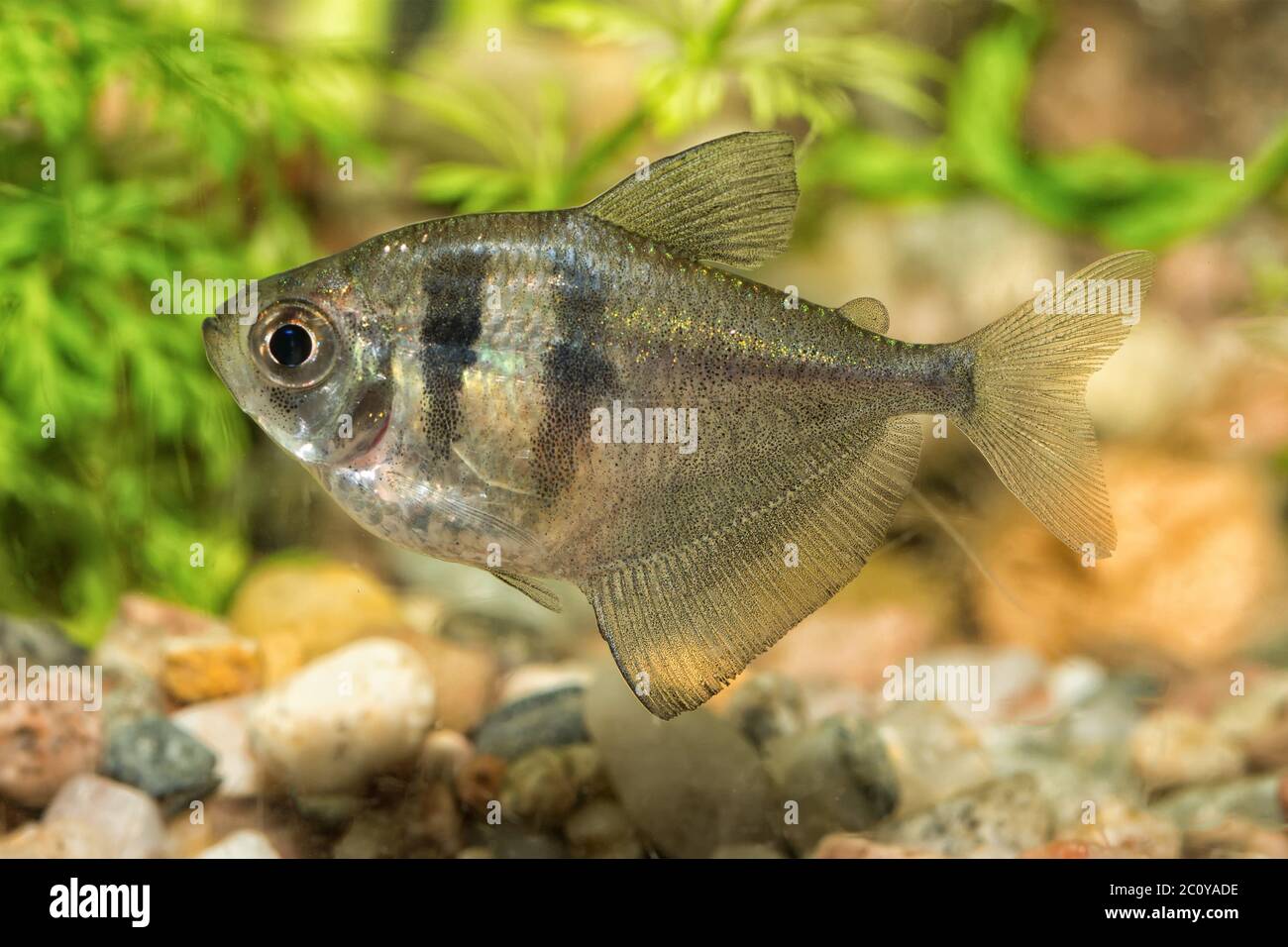 Tetra fish in the aquarium Stock Photo - Alamy