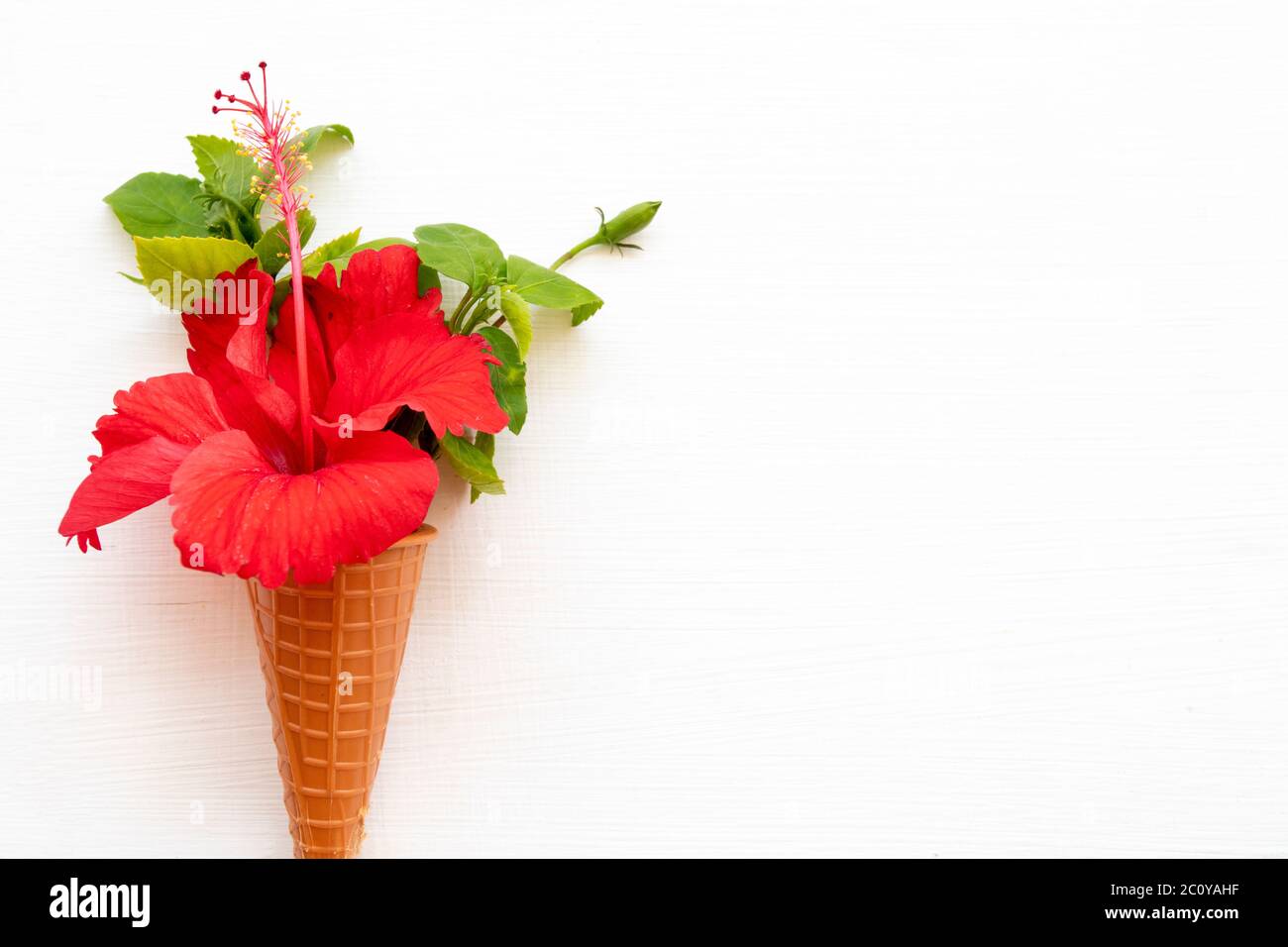 red flowers hibiscus local flora of asia in cone with leaf arrangement flat lay postcard style ...