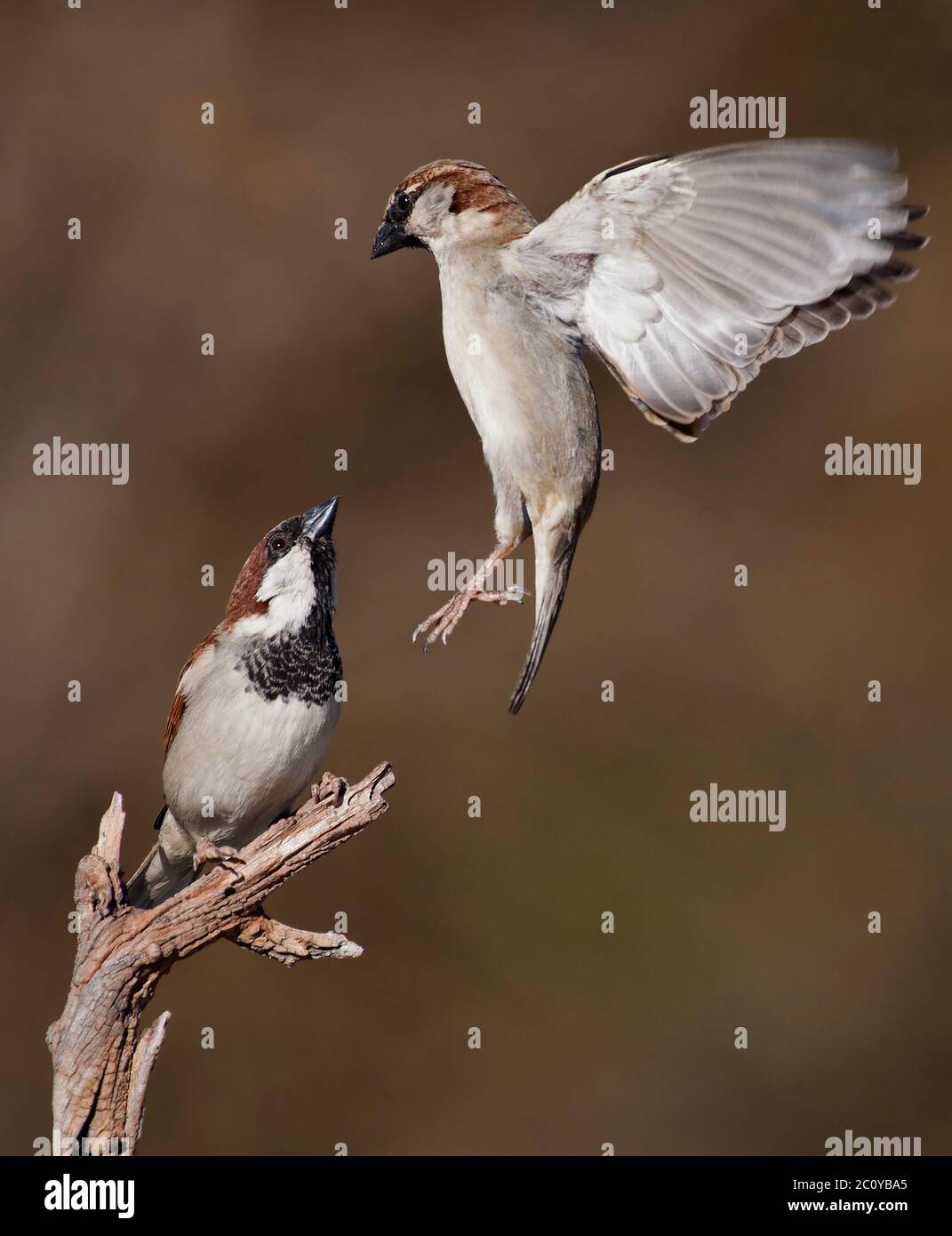 garden bird interaction Stock Photo - Alamy