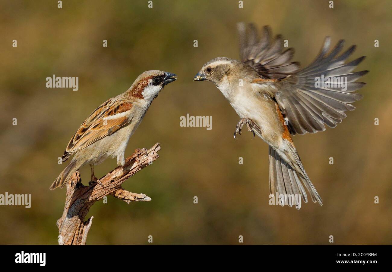 garden bird interaction Stock Photo - Alamy