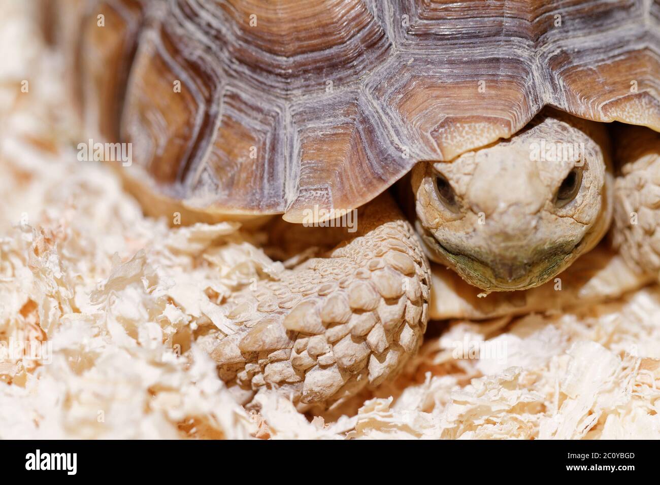 Turtle side view photo hi-res stock photography and images - Alamy